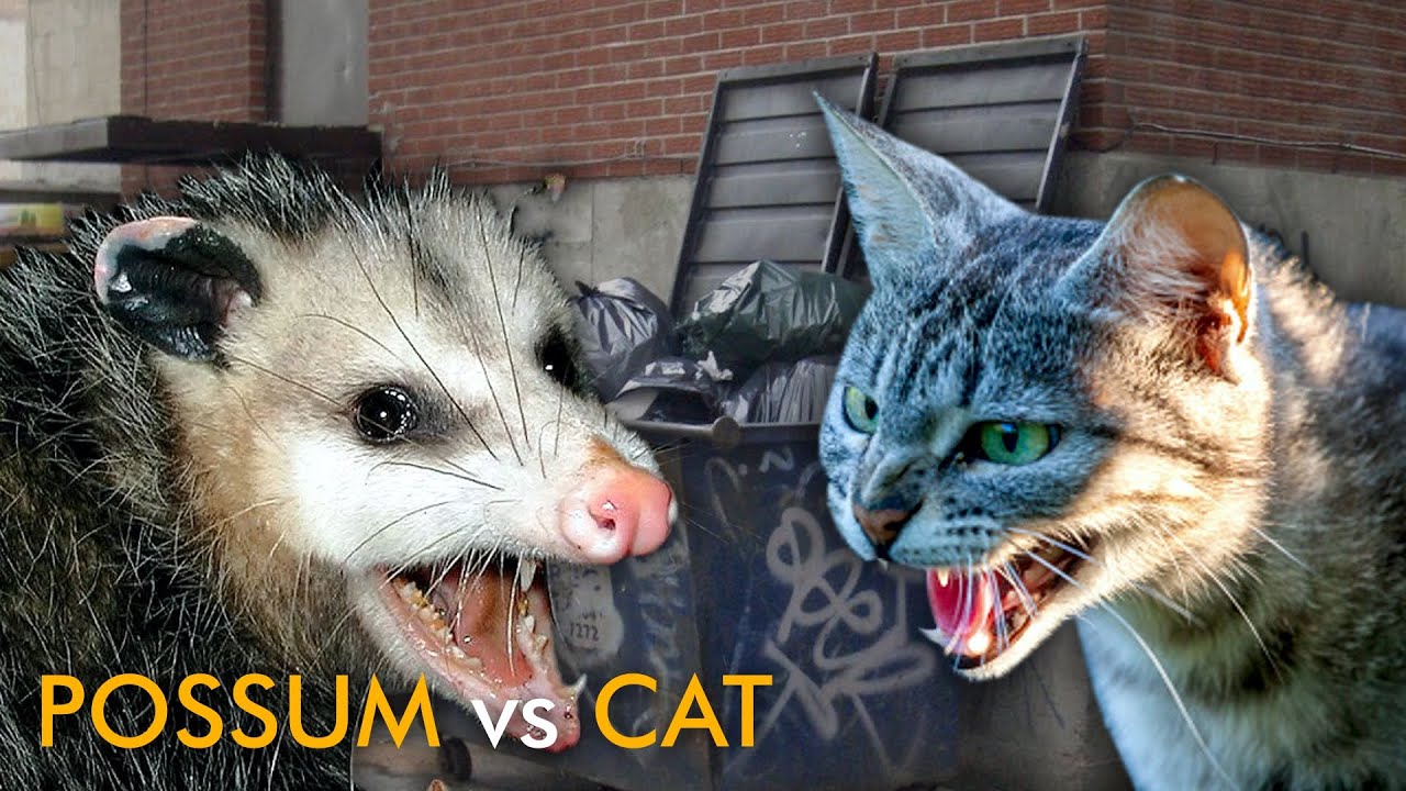 POSSUM VS CAT: Who Would Win? - YouTube
