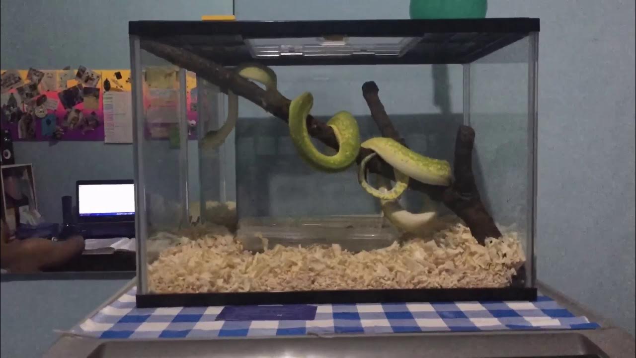 Time lapse of my green tree python (Hulky) - YouTube