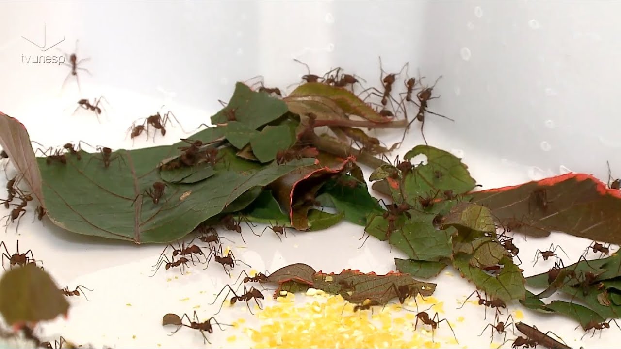 Unesp Notícias | Pesquisadores da Unesp desvendam os segredos dos ...