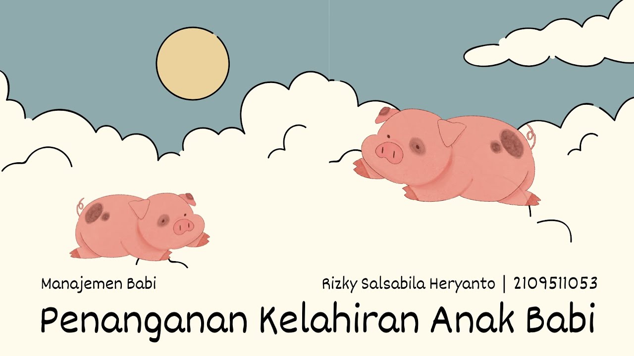 [Manajemen Babi] Penanganan Kelahiran Anak Babi - YouTube