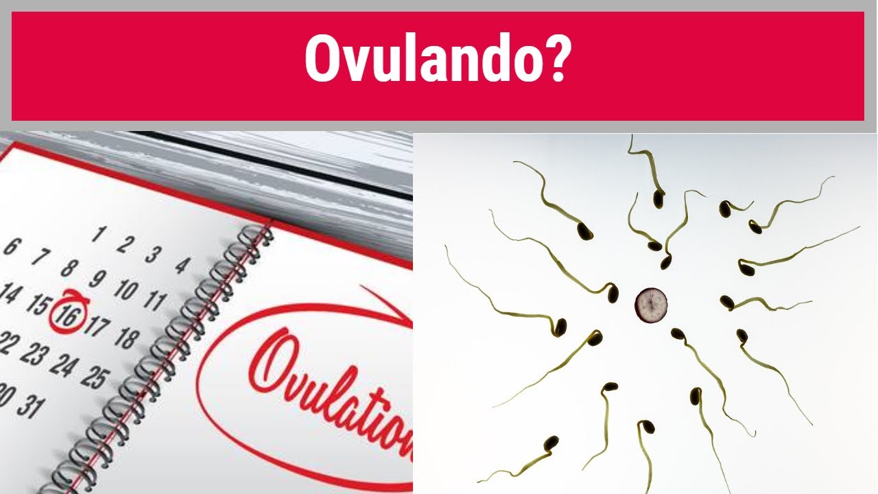 COMO SEI SE ESTOU OVULANDO? - YouTube