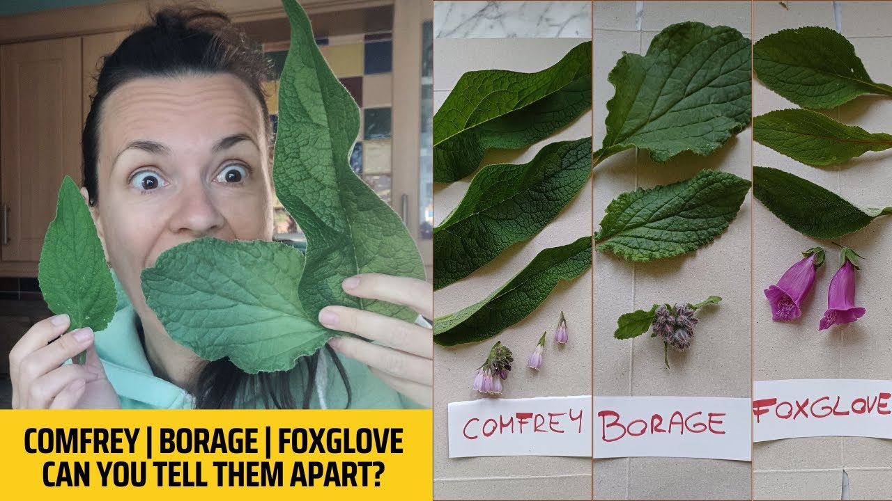Comfrey, Borage, Foxglove: Can You Spot the Differences? - YouTube
