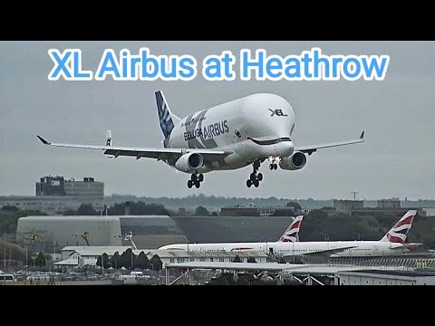 Incredible Airbus Beluga XL Landing & Taking off at London Heathrow LHR ...
