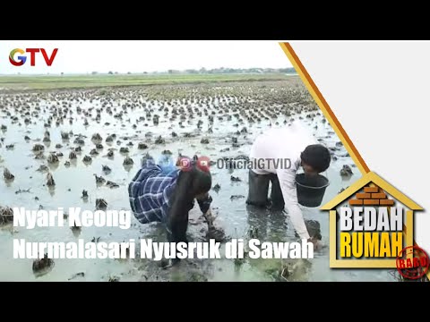 Nyari Keong, Nurmalasari Nyusruk di Sawah | Bedah Rumah  | Eps 557 (2/5)