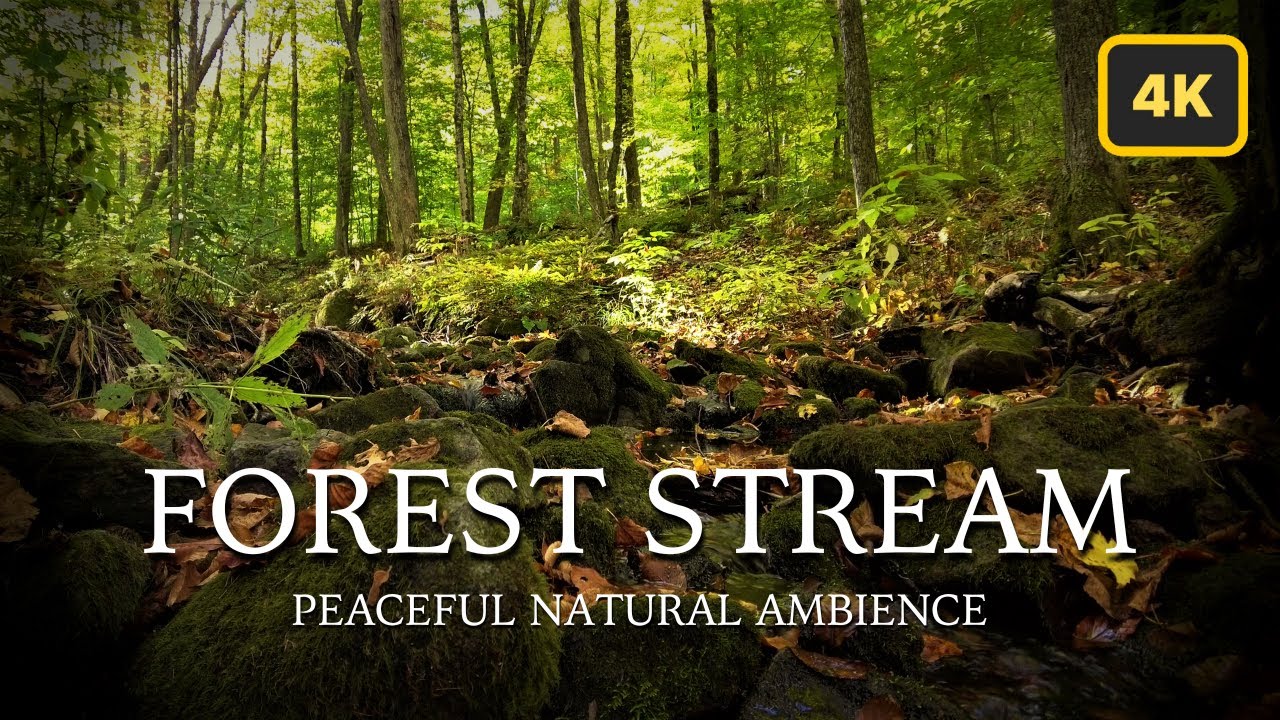 The Colors & Sounds of Calm: 1 Hour of Beautiful Forest Stream in 4K ...