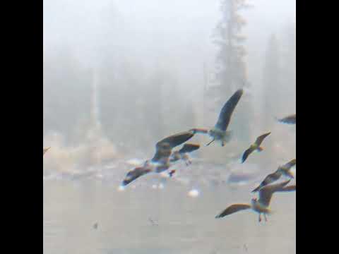 IROH - Snippet 08/08/2022 - YouTube