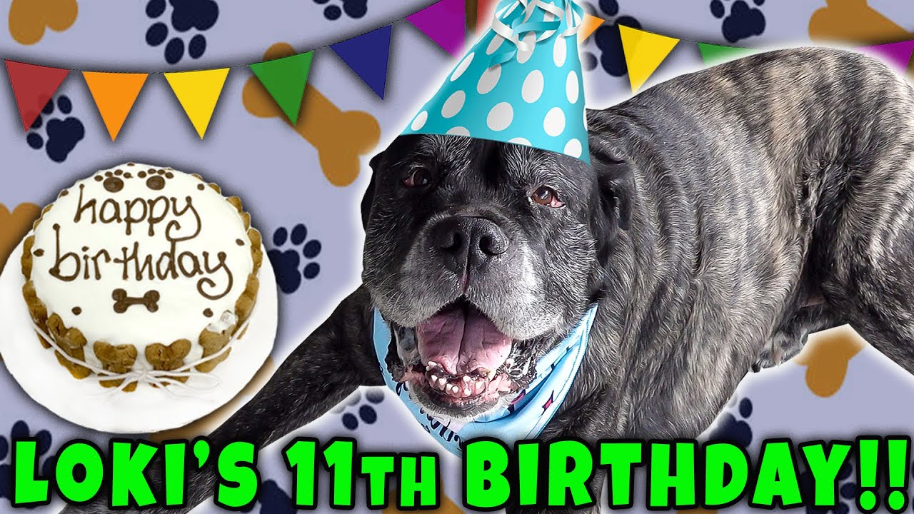 Happy Birthday Loki! Loki The Mastiff Turns 11! - YouTube