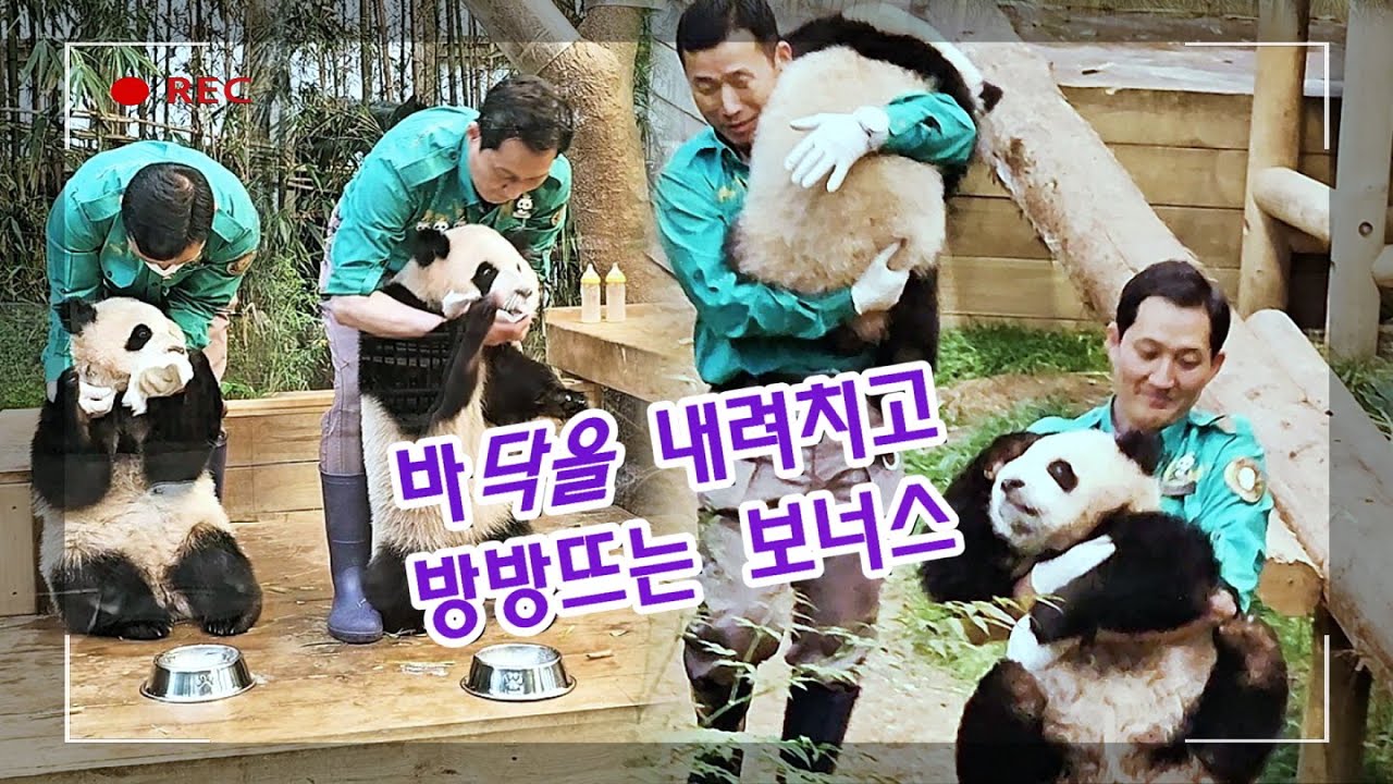 루이바오 후이바오 퇴근 둘이라서 기쁨도 두배 바닥을 내려치며 방방뜨는 후이 영상은 덤입니다 240419 Youtube