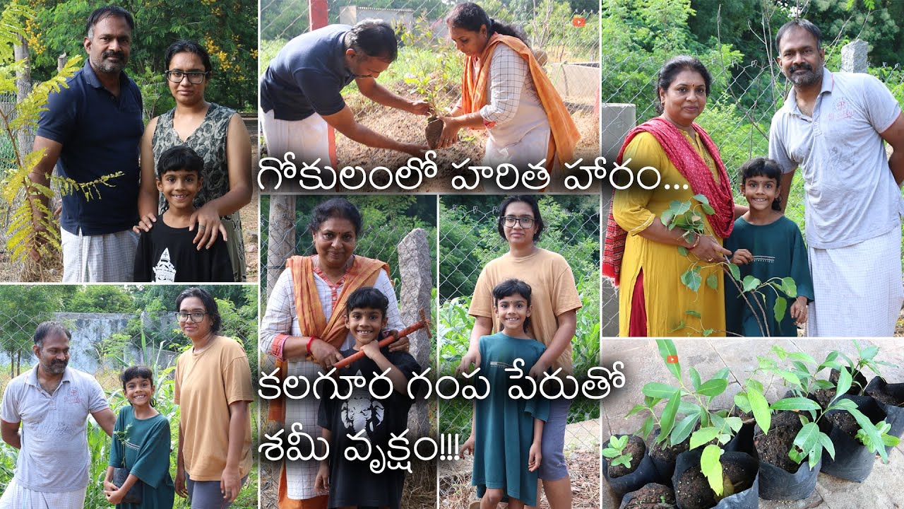 Kalagura gampa family Tree/Shami vruksham/Haritha haaram in gokulam ...