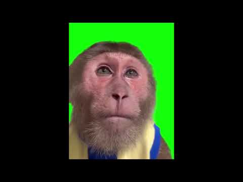 Sad Monkey #meme#trending #sadsong #monkey #youtube #video