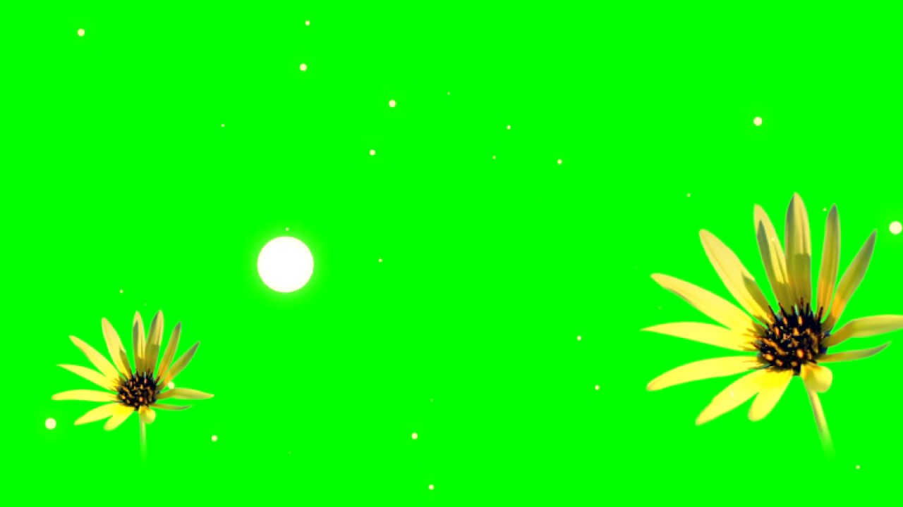 Green Screen Flowers & Croma Key (Full HD) Free Download - YouTube