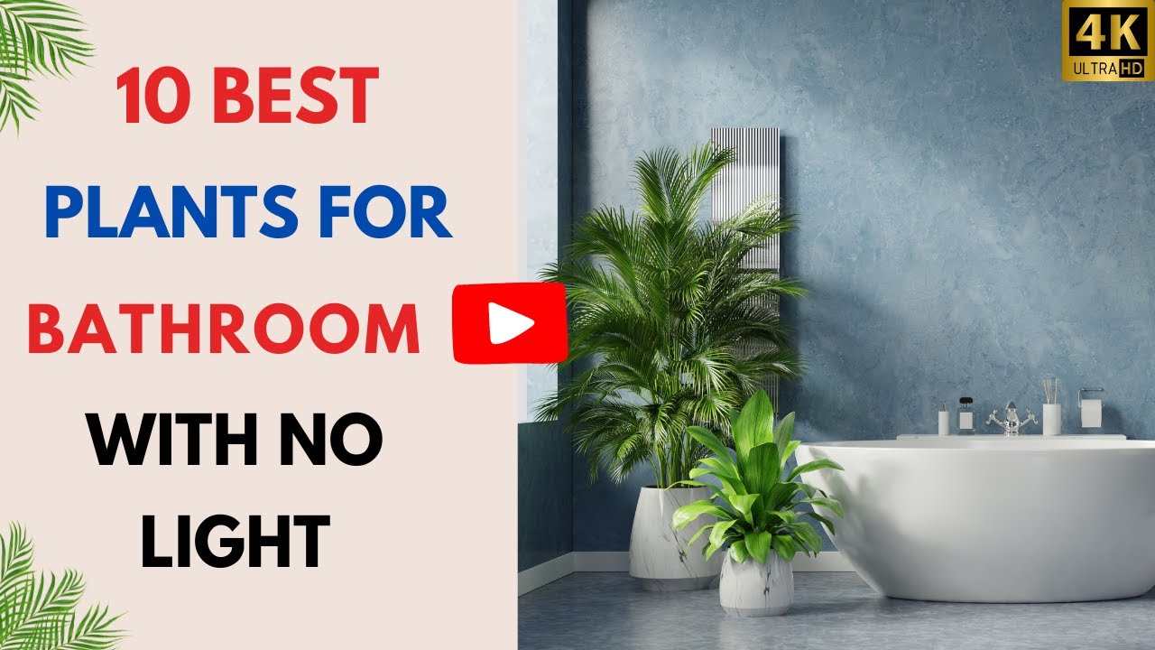 10 Best Plants for a Bathroom With No Light | Indoor Plants - YouTube