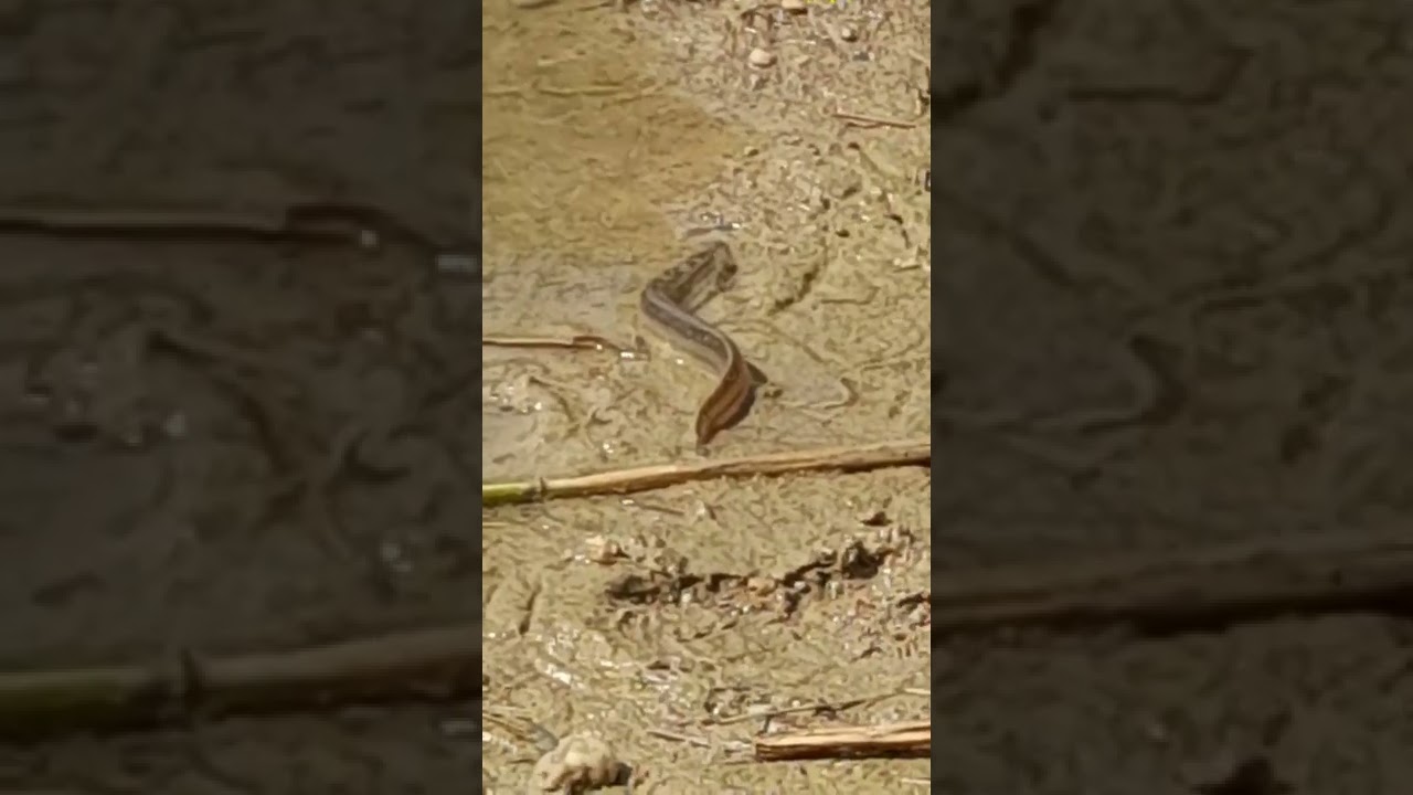 baam fish Bam Machhali. 1.2m views - YouTube