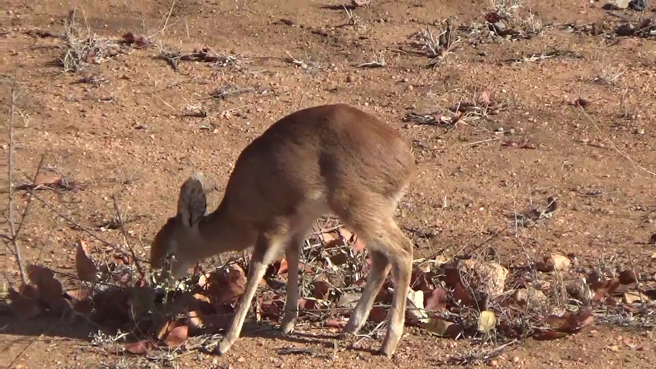 Baby Steenbok - YouTube