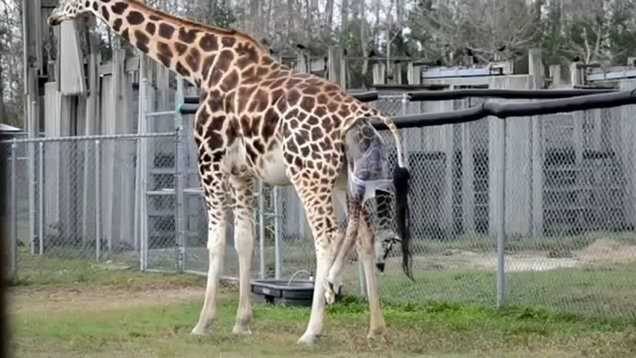 National Geographic Video Giraffe Land VHS Part 3 - YouTube