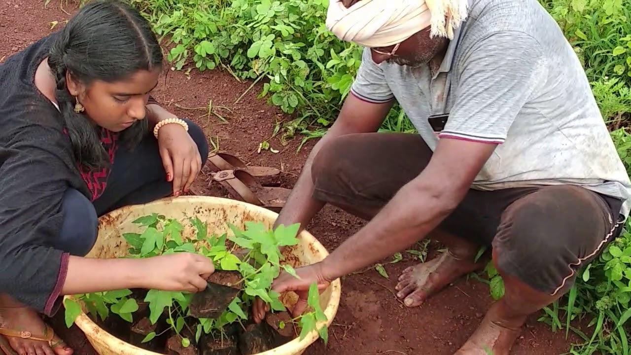 MULTILAYER FARMING SUCCESSFUL MODEL | 5 LAYER FARMING OF ORGANIC MANGO ...