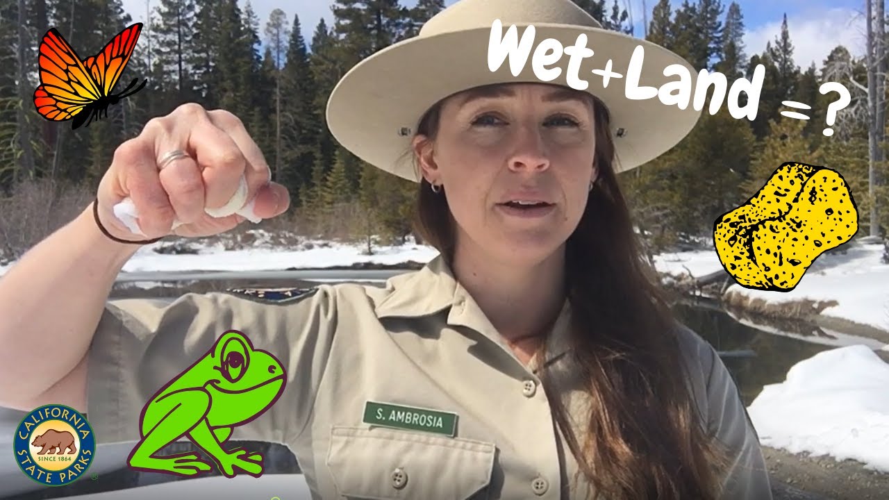 Wetland Ecosystems Are Nature’s Sponge! - YouTube