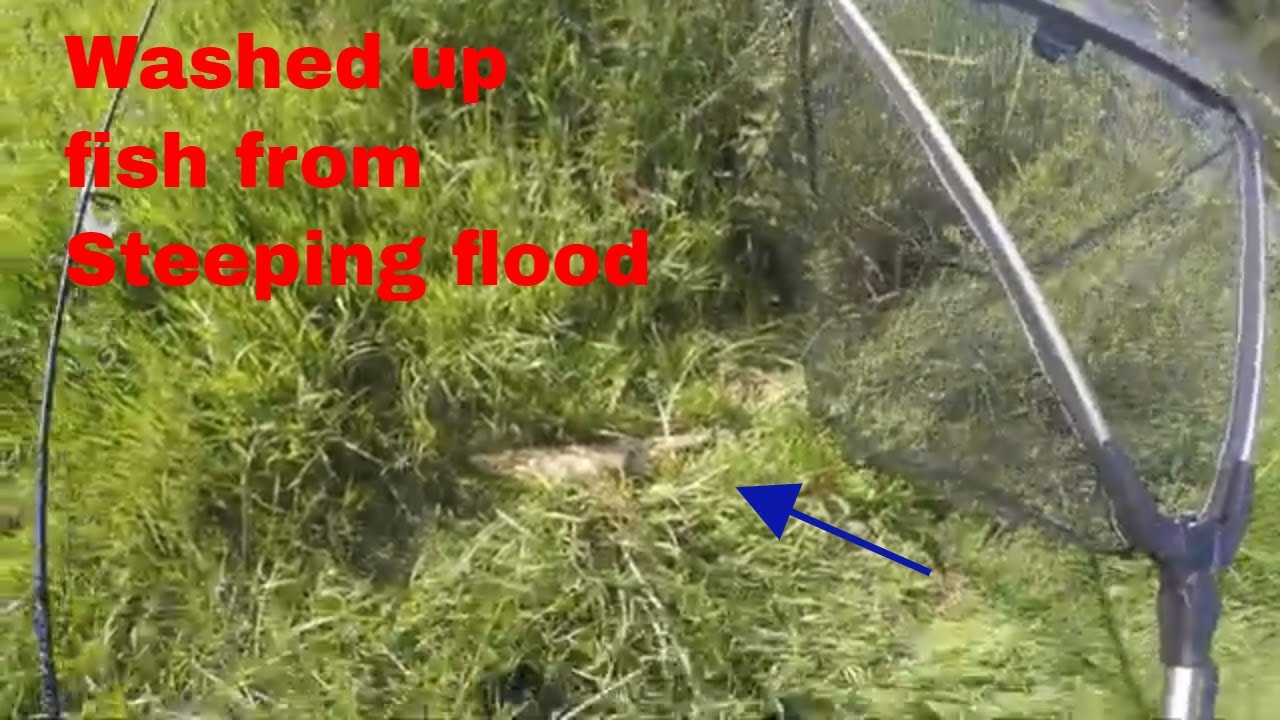 What happened to the fish after the flood at Wainfleets river Steepings ...