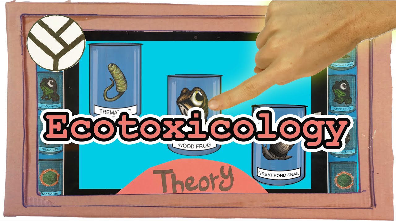 Frogs and Snails and Parasites - Ecotoxicology with Dr Jessica Hua ...