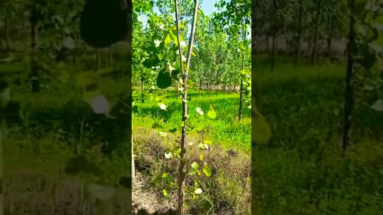 Poplar Farming | Poplar Grow | 1 Year plants - YouTube