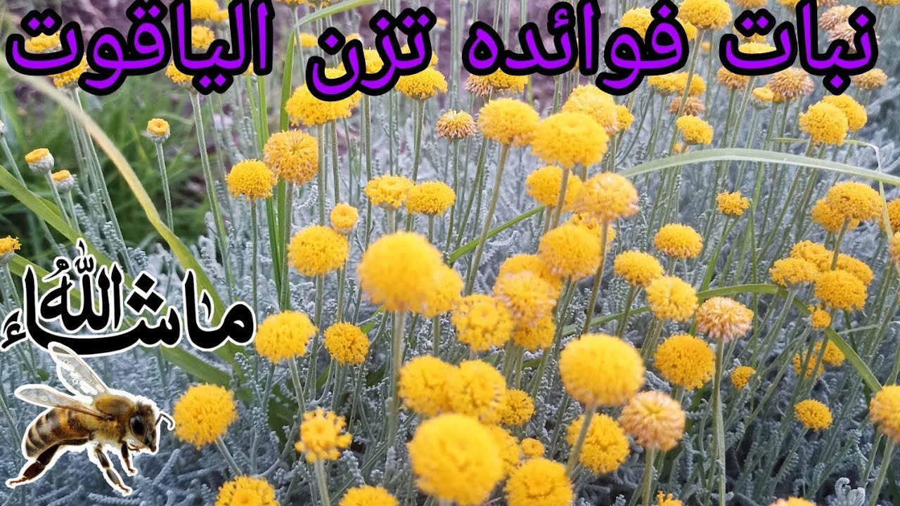 فوائد نبات القيصوم الجبلي الطبية والعلاجية Youtube