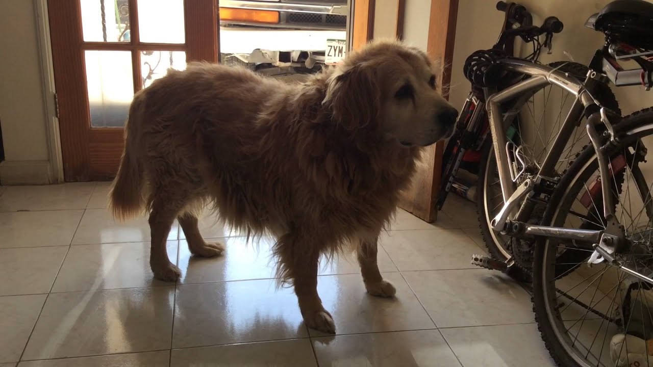 Chester el mejor perro del mundo 😊 - YouTube