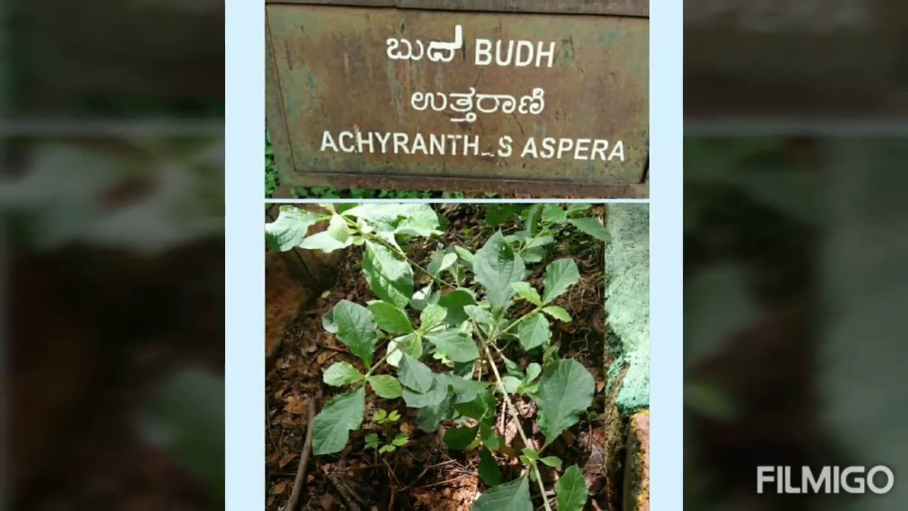 Navagraha trees name in Kannada, English and trees photos - YouTube