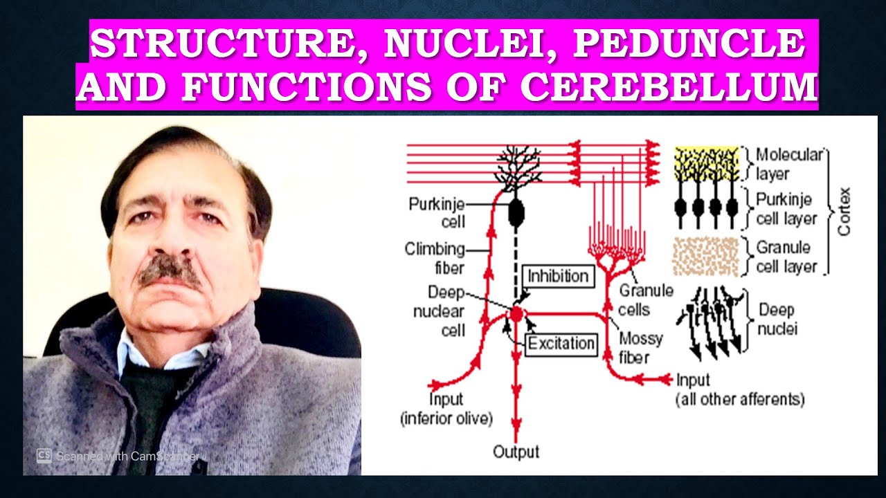 Structure, nuclei, peduncle and functions of cerebellum , Lectures by ...