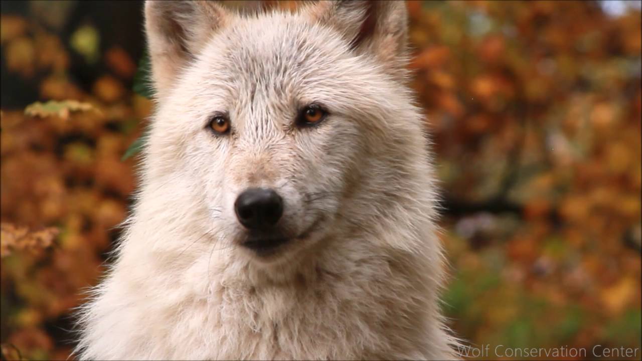 Beautiful Wolf Braves an Autum Storm - YouTube