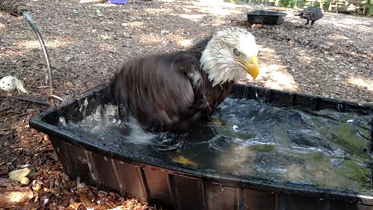 Liberty the Bald Eagle Takes A Bath - YouTube