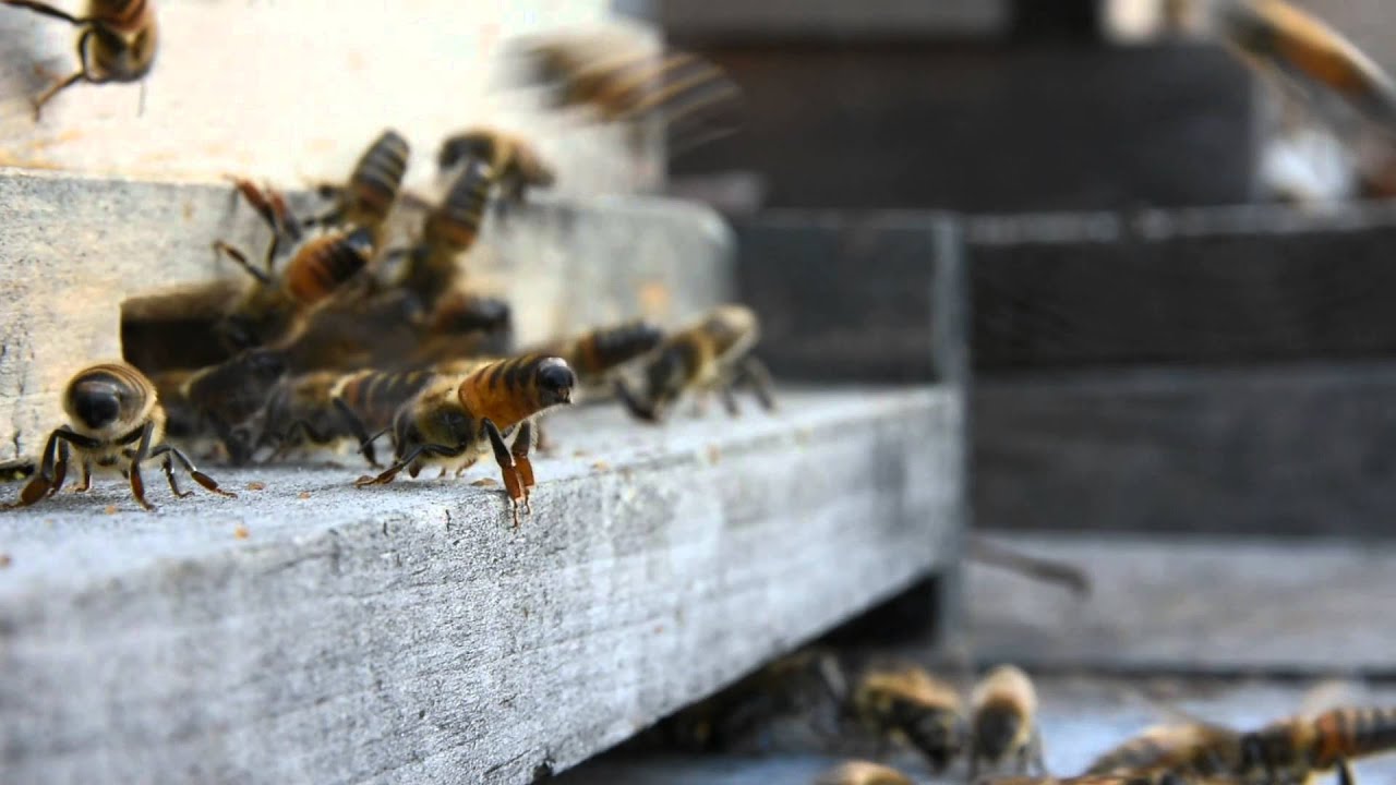 Honey Bees Fanning Scent at the Hive Entrance - YouTube