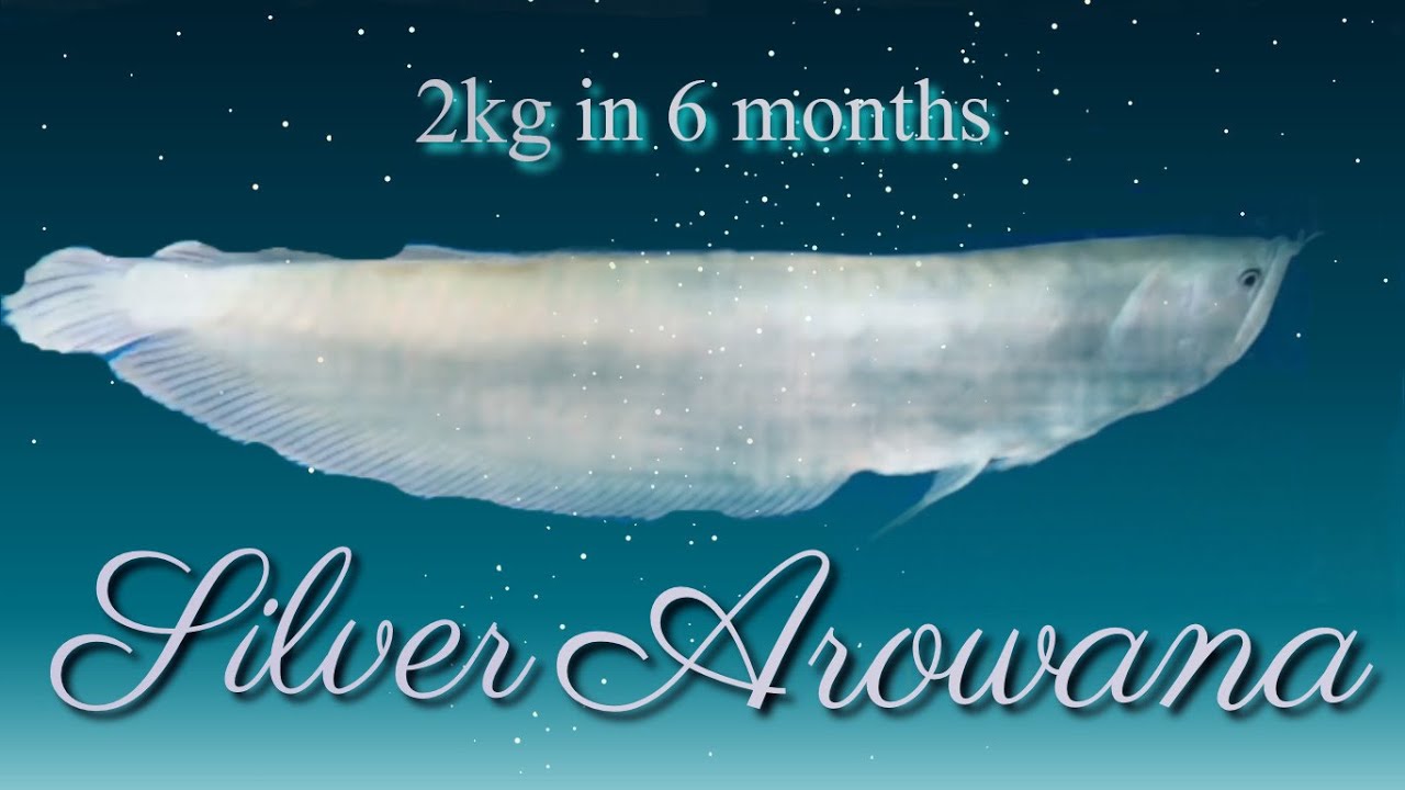 How to grow a Silver Arowana fish to 2kg in 6 months? - YouTube