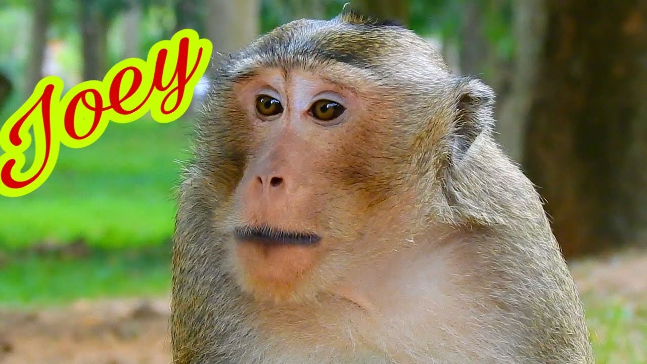 Monkey Joey Eats Cucumber Without Hassling From Other Wildlife - YouTube