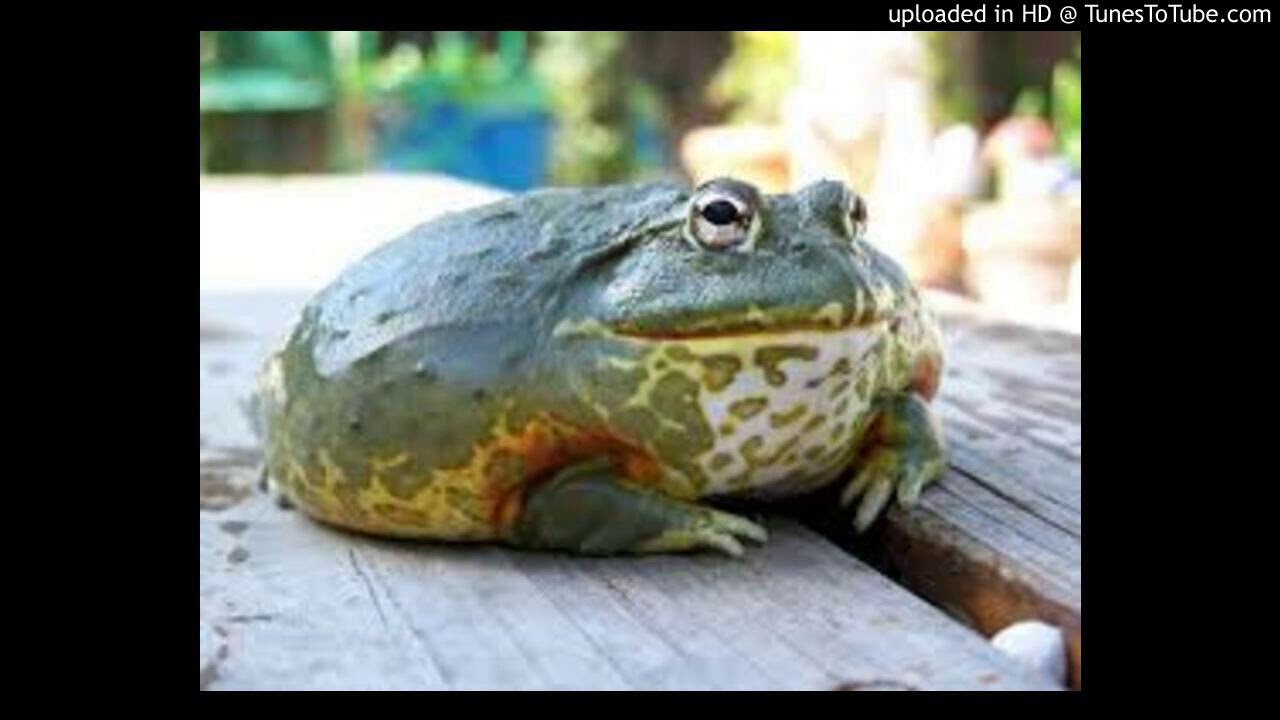 Boom Bap type beat: "fat frog" - YouTube