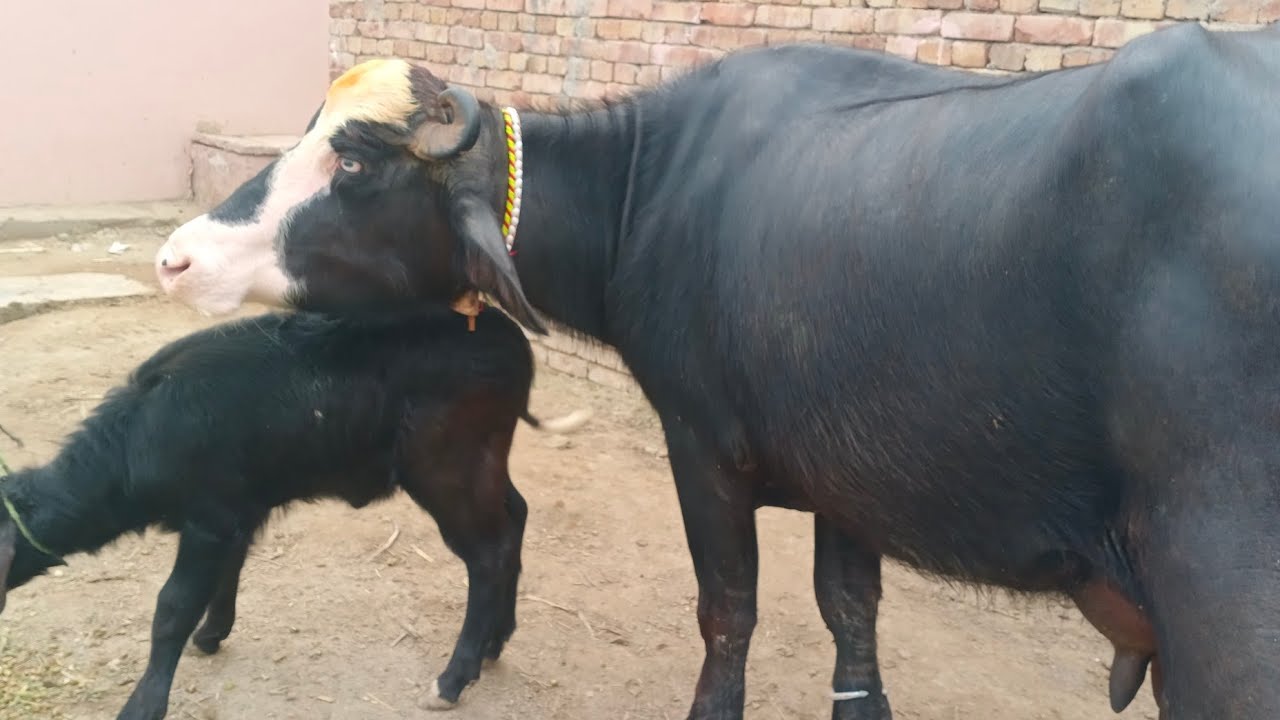 Watch pure neeli buffalo for sale on arifwala 03006537323 _26_11_2023 ...