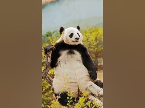 Why Do Pandas Perform Handstands While Peeing - YouTube