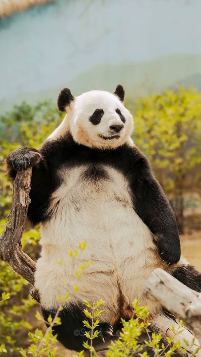 Why Do Pandas Perform Handstands While Peeing - YouTube