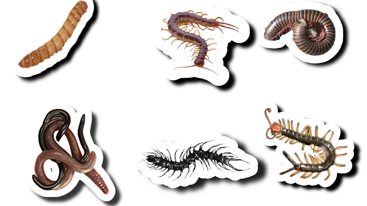 In the the morning looking small worm,centipede in to snail. - YouTube