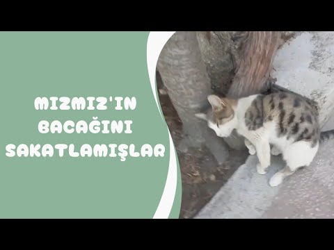 Mızmızın Bacağını Sakatlamışlar - YouTube