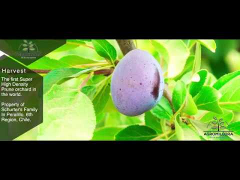 French Prune in SHD | Mechanical Harvesting - YouTube