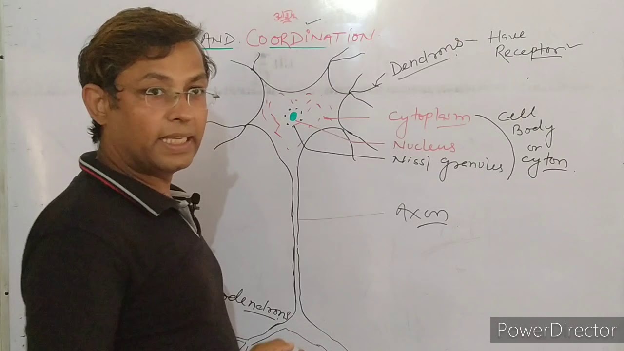 Control And Coordination (NEET,AIIMS) Neuron Structure Vashishtha ...