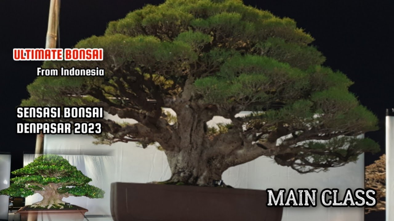 Bonsai Contest Bali 2023 @therisingofroninbonsai #bonsaitree - YouTube