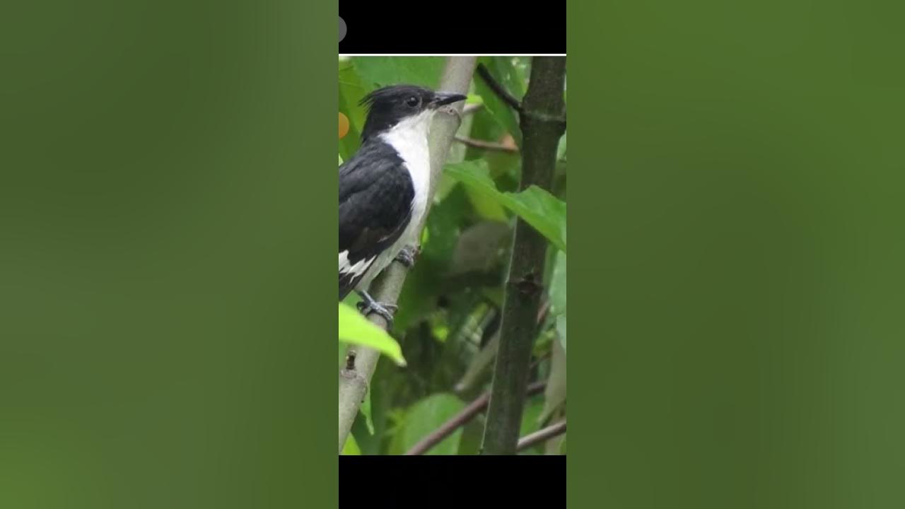 bihar Bord Chatak Bird rain Bird YouTube bihar-bord-chatak-bird-rain-bird-youtube