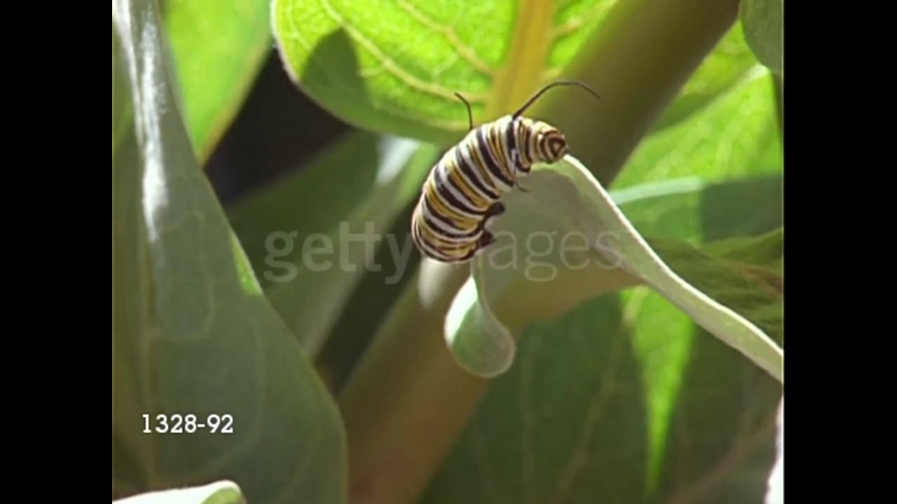 The Dance Of The Bugs - YouTube