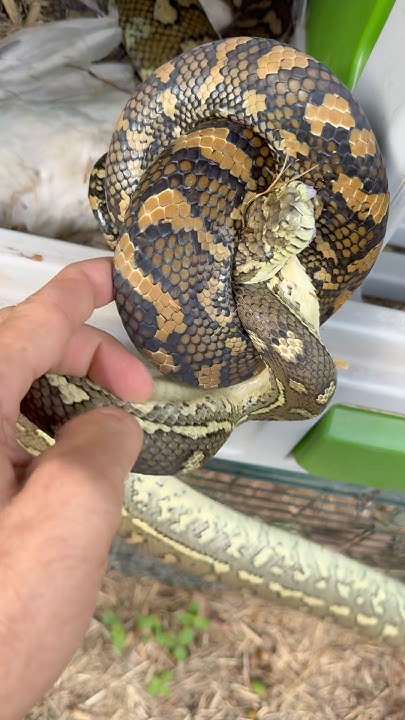 Coastal Carpet Python wrapped up by another python while they were both ...