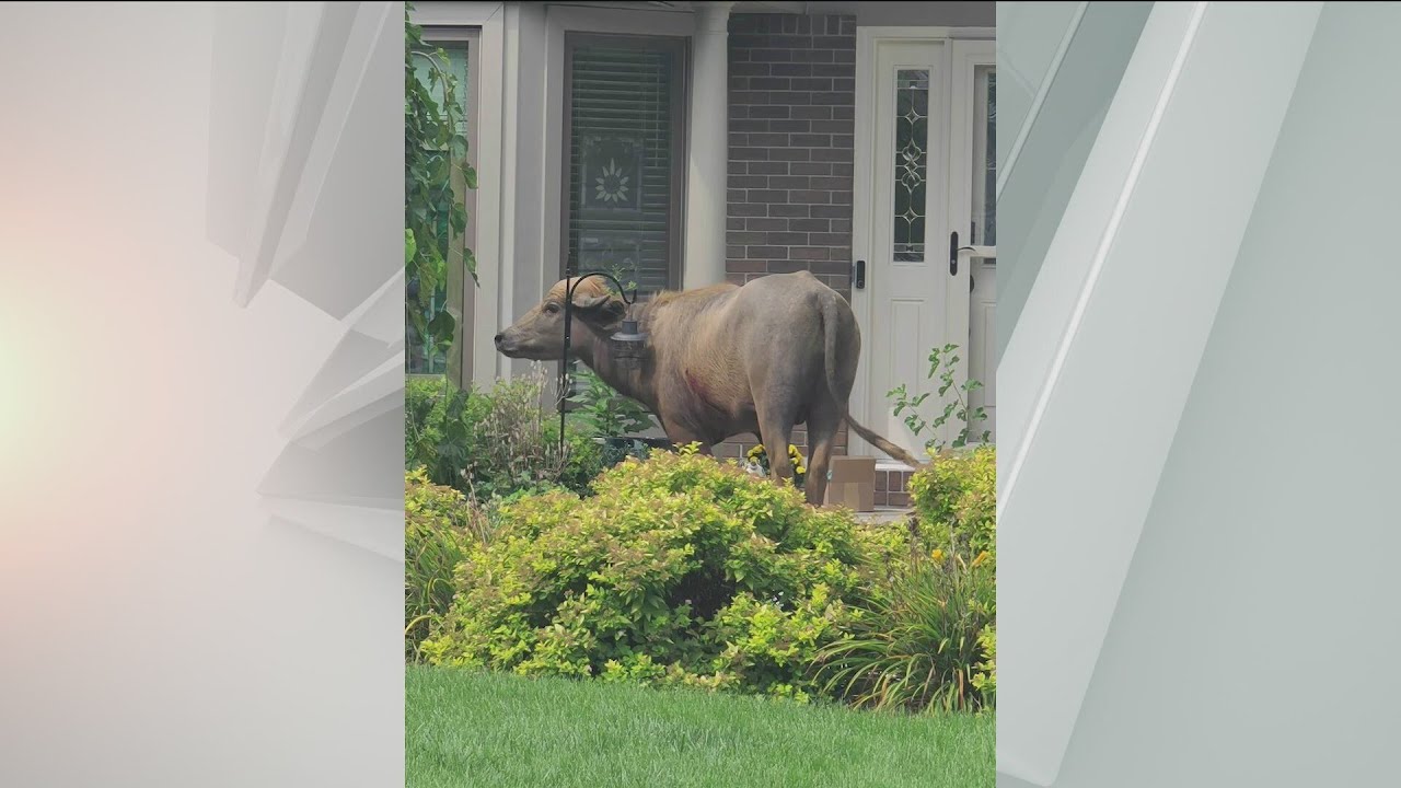 Search for 'aggressive' water buffalo continues in Des Moines metro ...