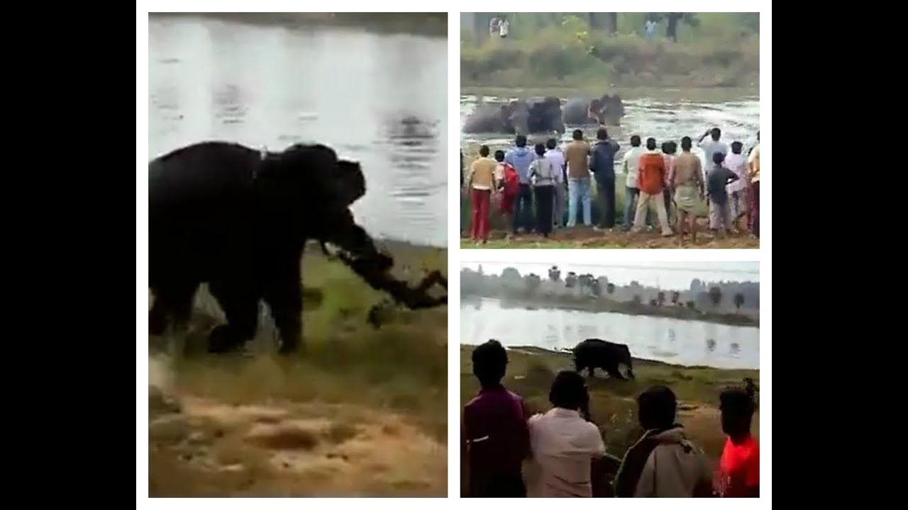Extremely aggressive Elephant attack in human - YouTube