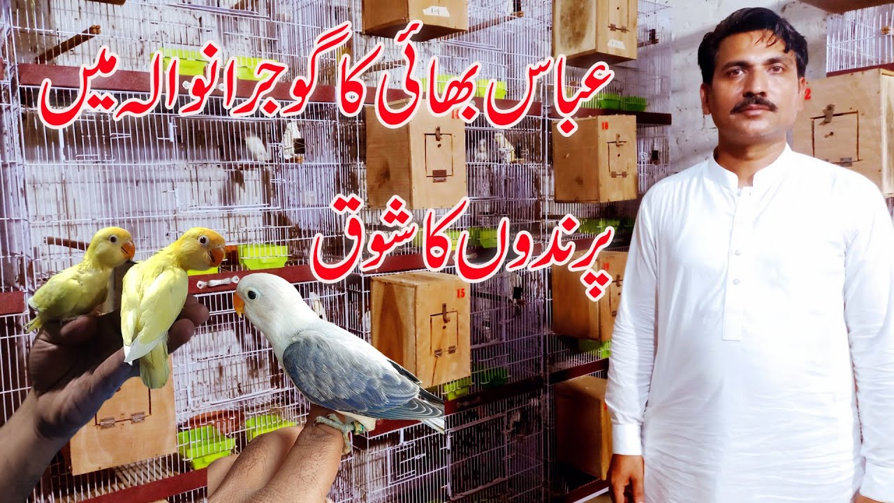 Visit Abbas Bhai Love Birds Commercial Mutation Setup in Gujranwala ...