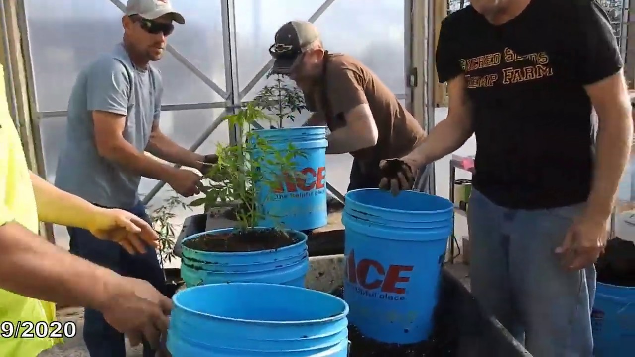 Sacred Seeds Hemp Farm Tour Part 3 - YouTube