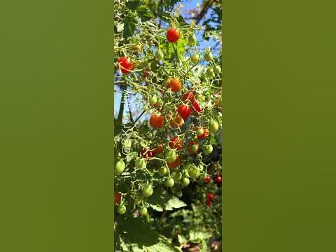 🍅 Томат Ожерелье Красное Tomato Cherry Pomodoro Piccolo #помидор # ...